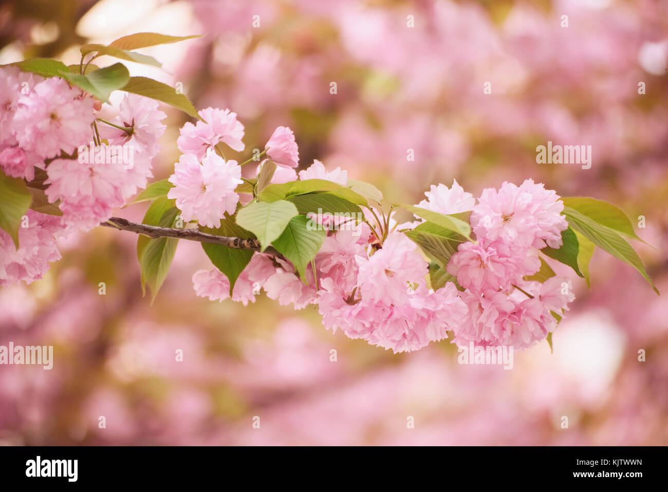 Sakura flowers blooming Stock Photo - Alamy