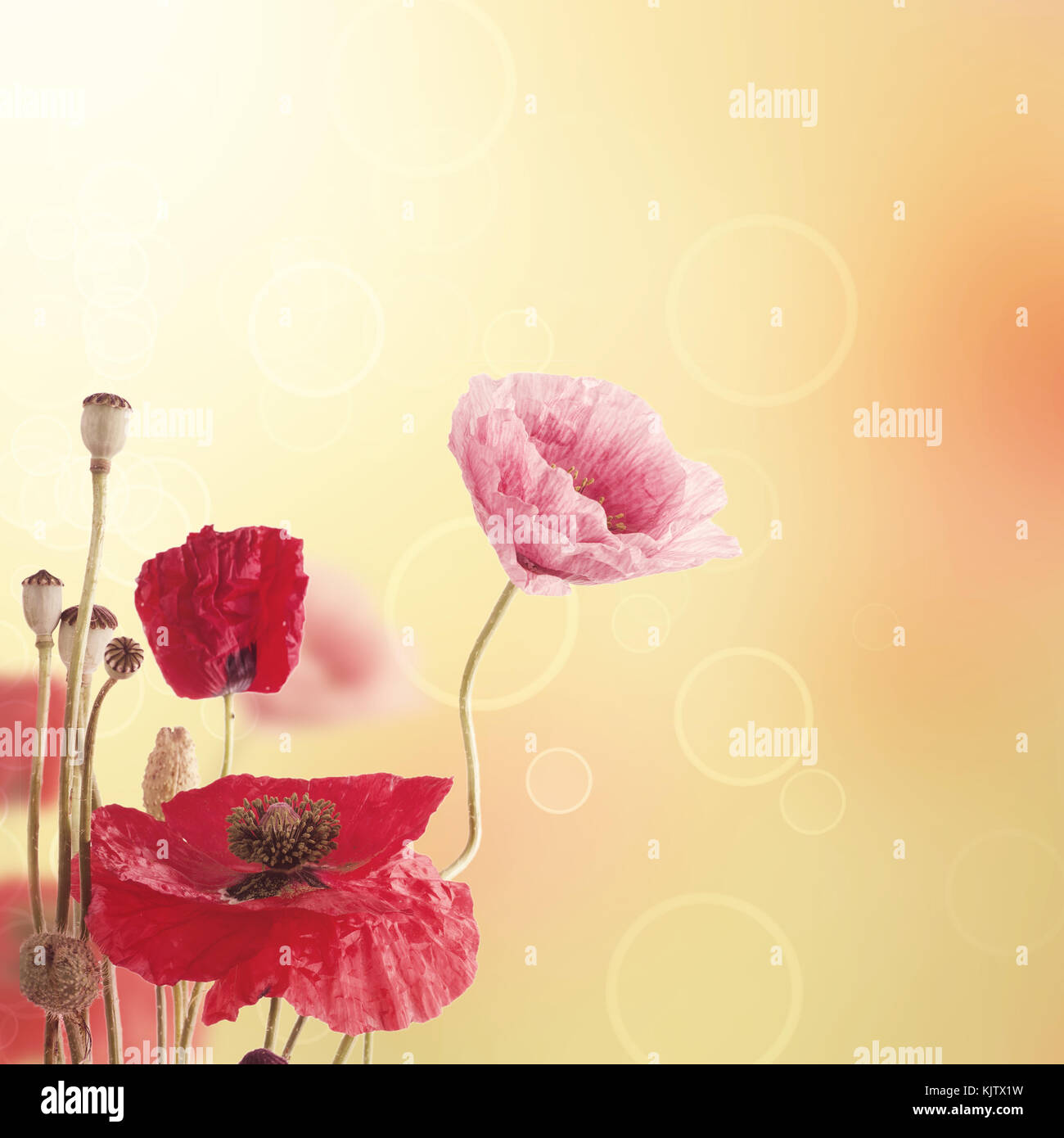 Poppy flowers background Stock Photo - Alamy