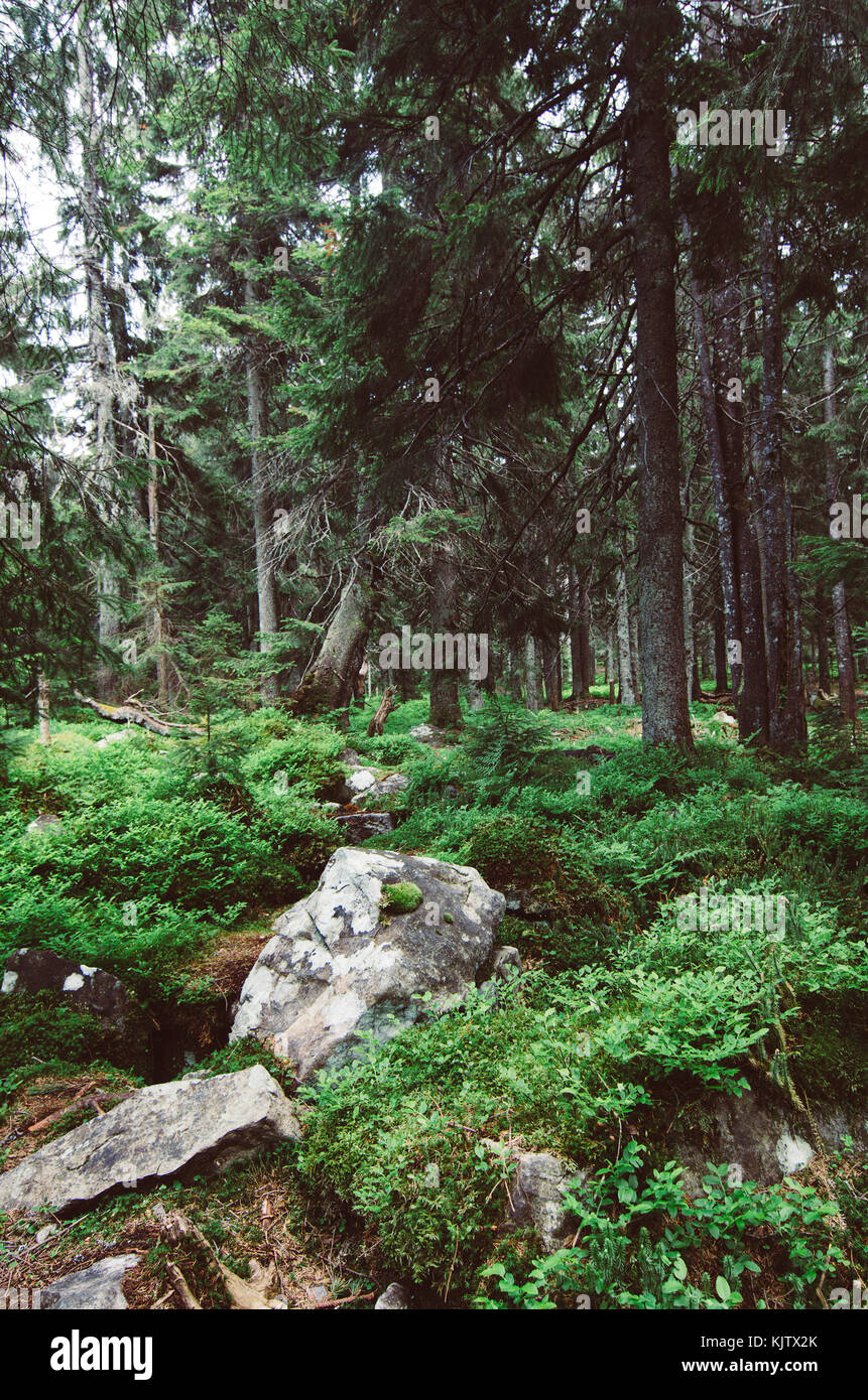 North scandinavian forest Stock Photo - Alamy
