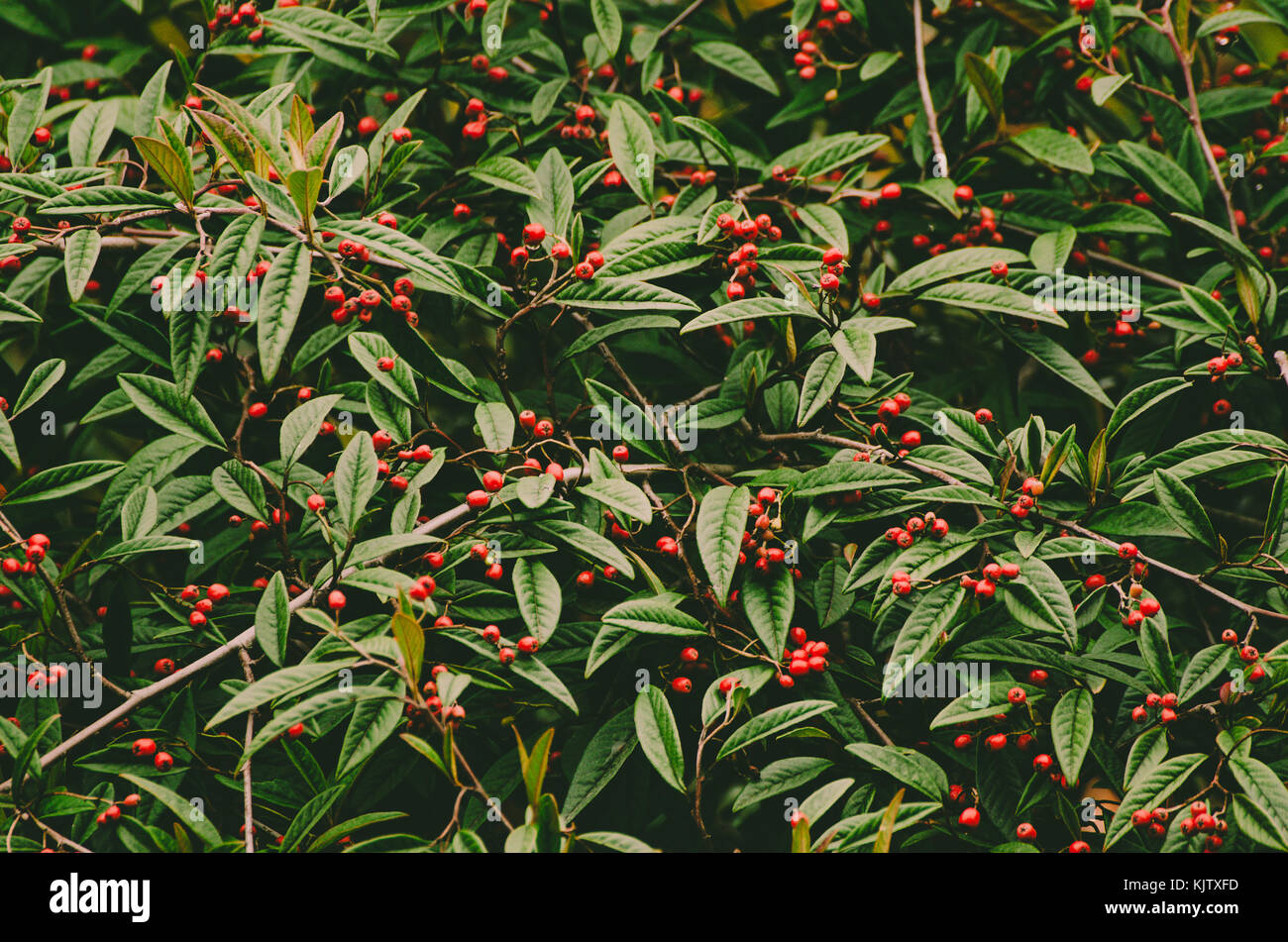 Autumn berries texture Stock Photo - Alamy