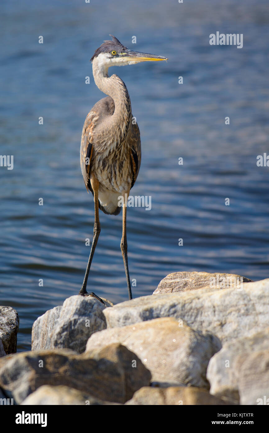 Severn estuary birds hi-res stock photography and images - Alamy