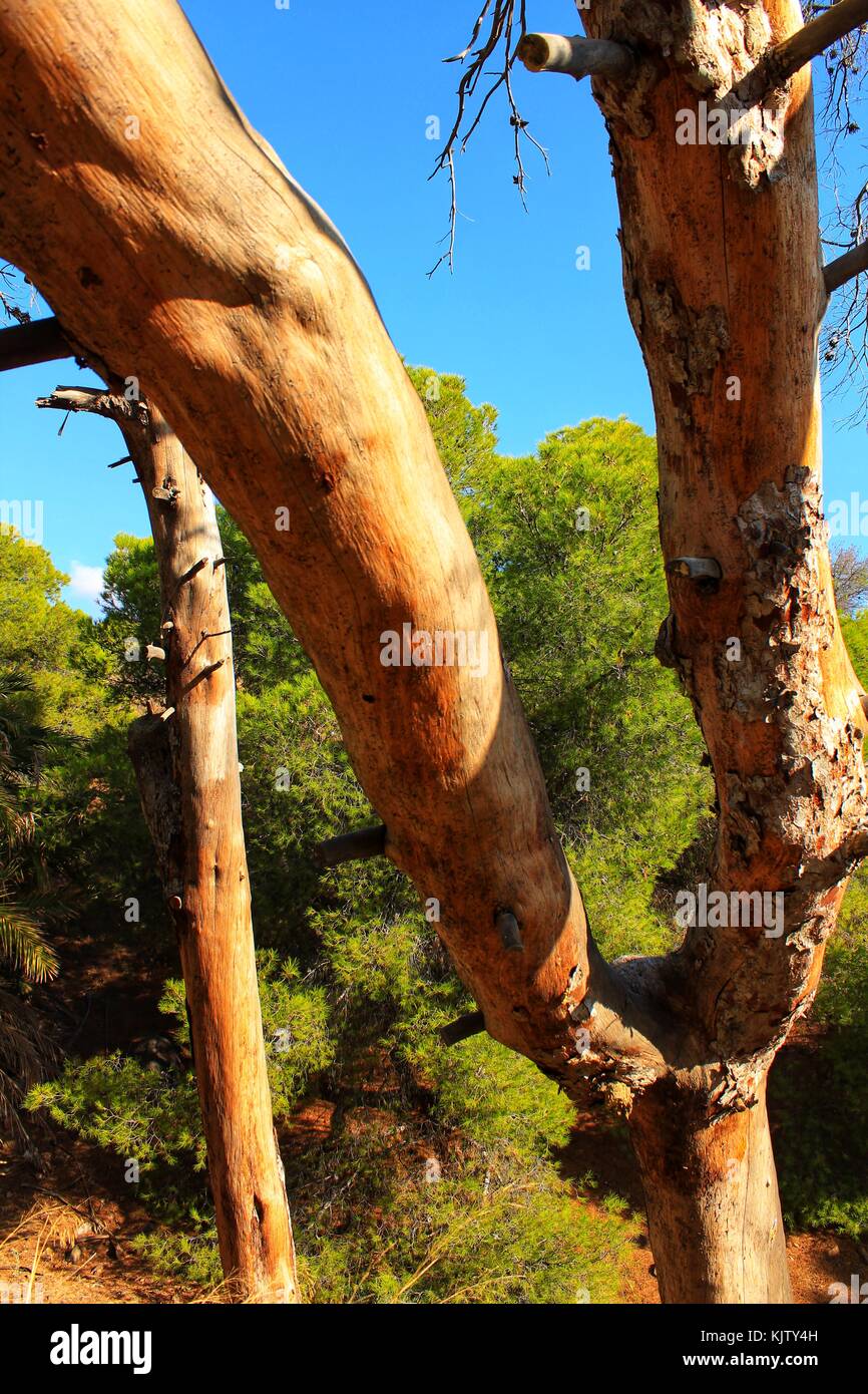 Tree trunks and green vegetation in the forest Stock Photo - Alamy