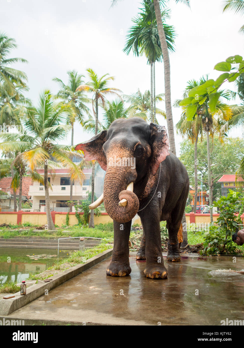 Thirumala Davaswom temple elephant Stock Photo - Alamy
