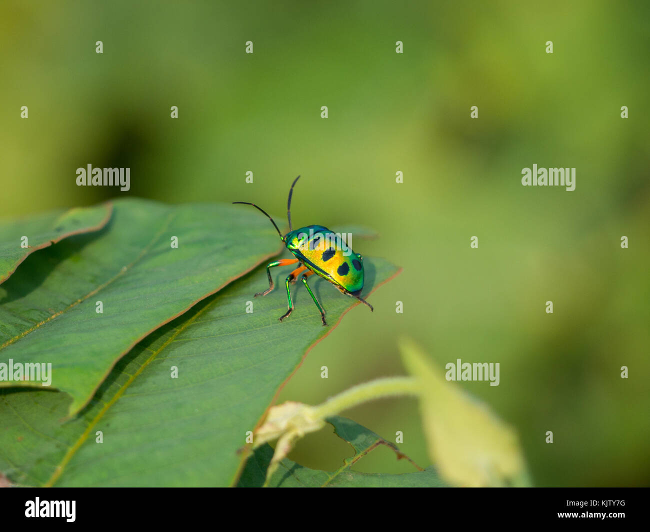 Insect insecta hi-res stock photography and images - Alamy