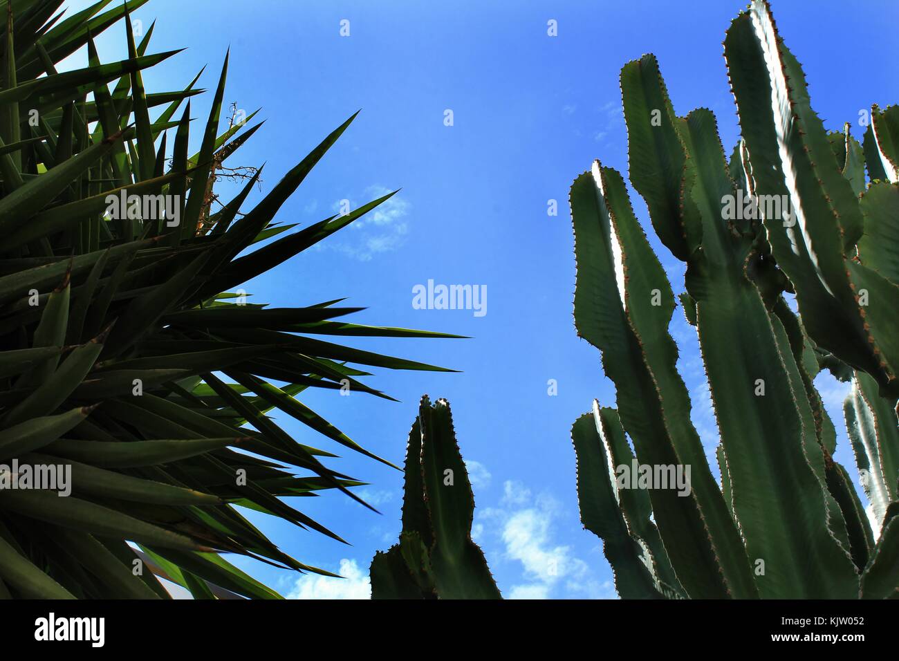 Blue sky and cactus landscape Stock Photo - Alamy