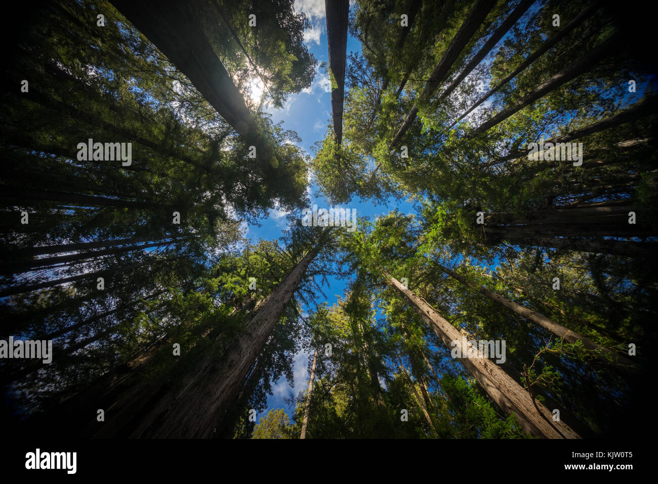 Californian redwoods hi-res stock photography and images - Alamy