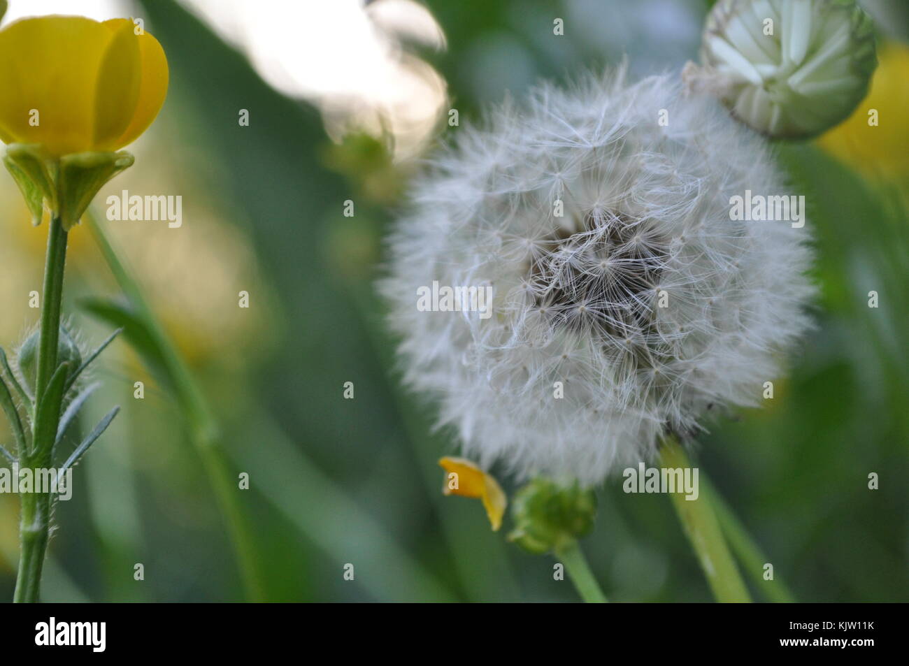 Close up of a Dandelion in the summer with small yellow flowers ...