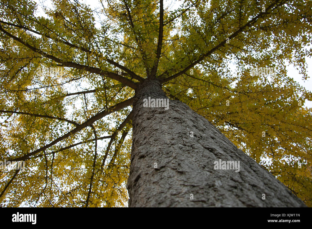 Looking up a beautiful tree in fall Stock Photo - Alamy