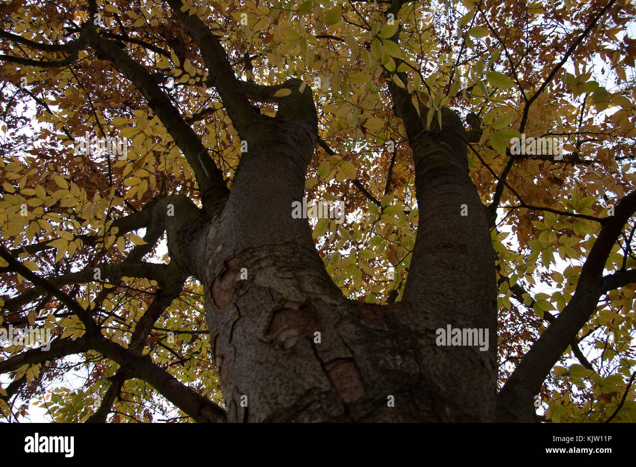 Looking up a tree with beautiful leaves Stock Photo - Alamy