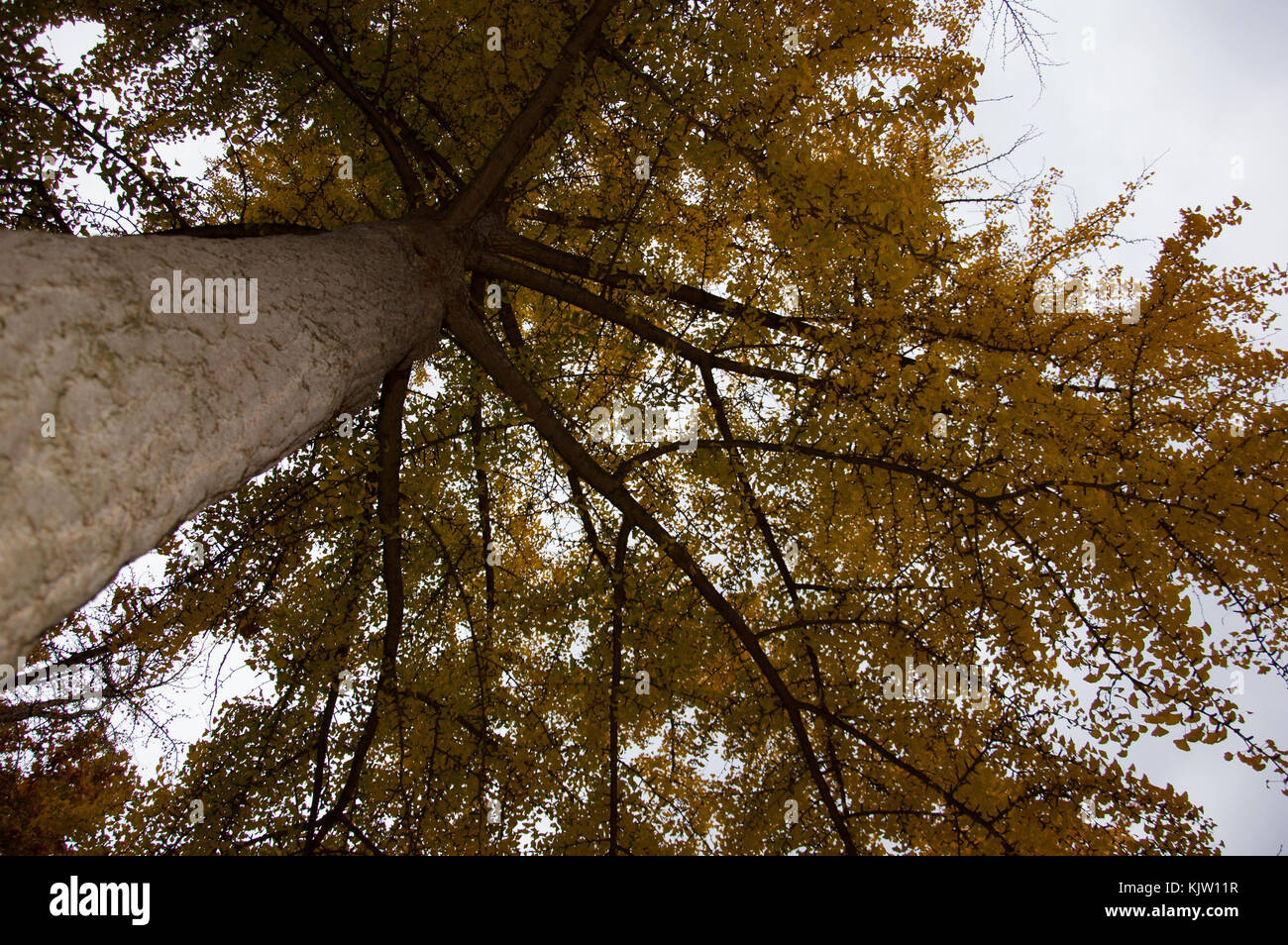 Looking up a tree,in fall, with colorful leaves Stock Photo - Alamy