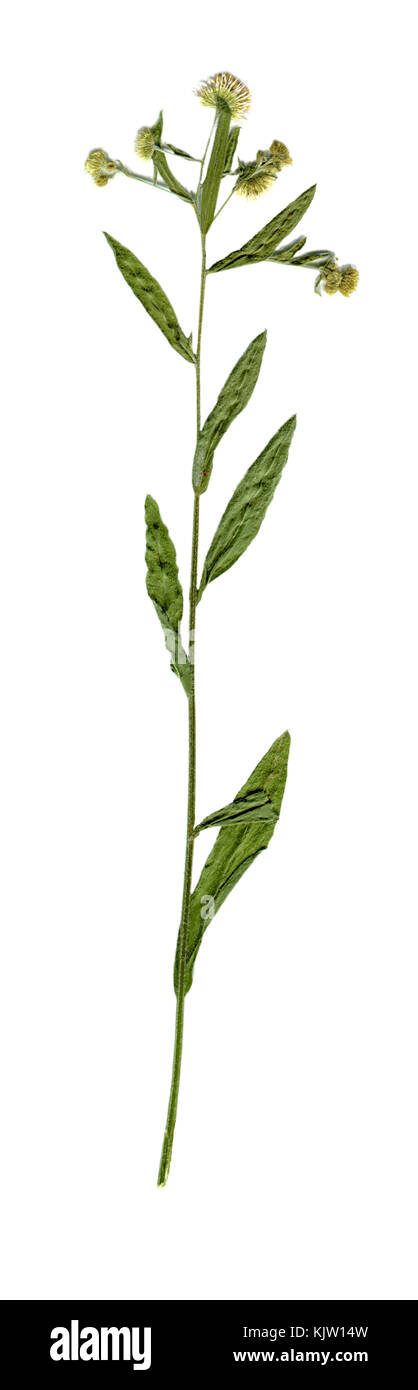 Pressed Dried branch spring field flower. Herbarium of wild flowers ...