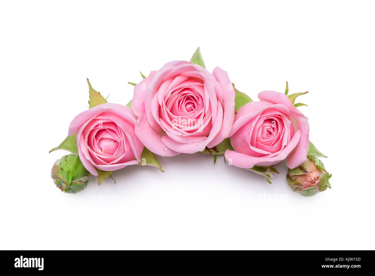 Pink roses on a white background. Border of flowers. Pattern for ...