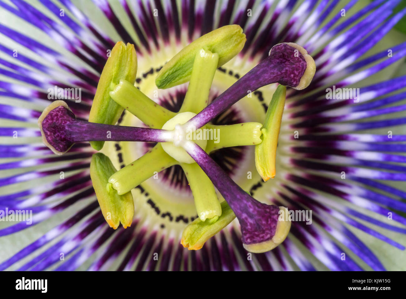 Passiflora passionflower close up. Big beautiful flower Stock Photo - Alamy