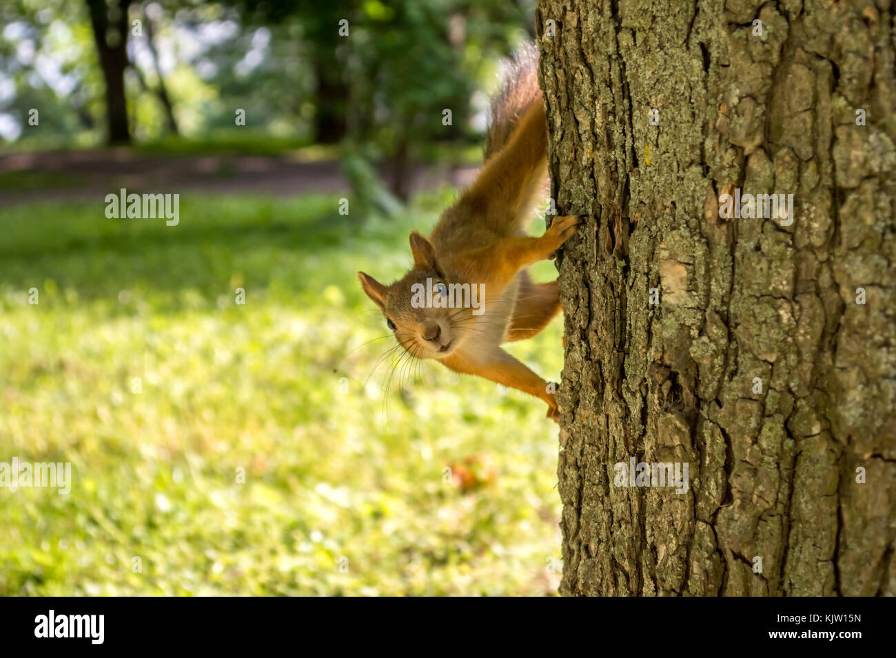 Squirrel on the tree. A small animal in the park Stock Photo - Alamy