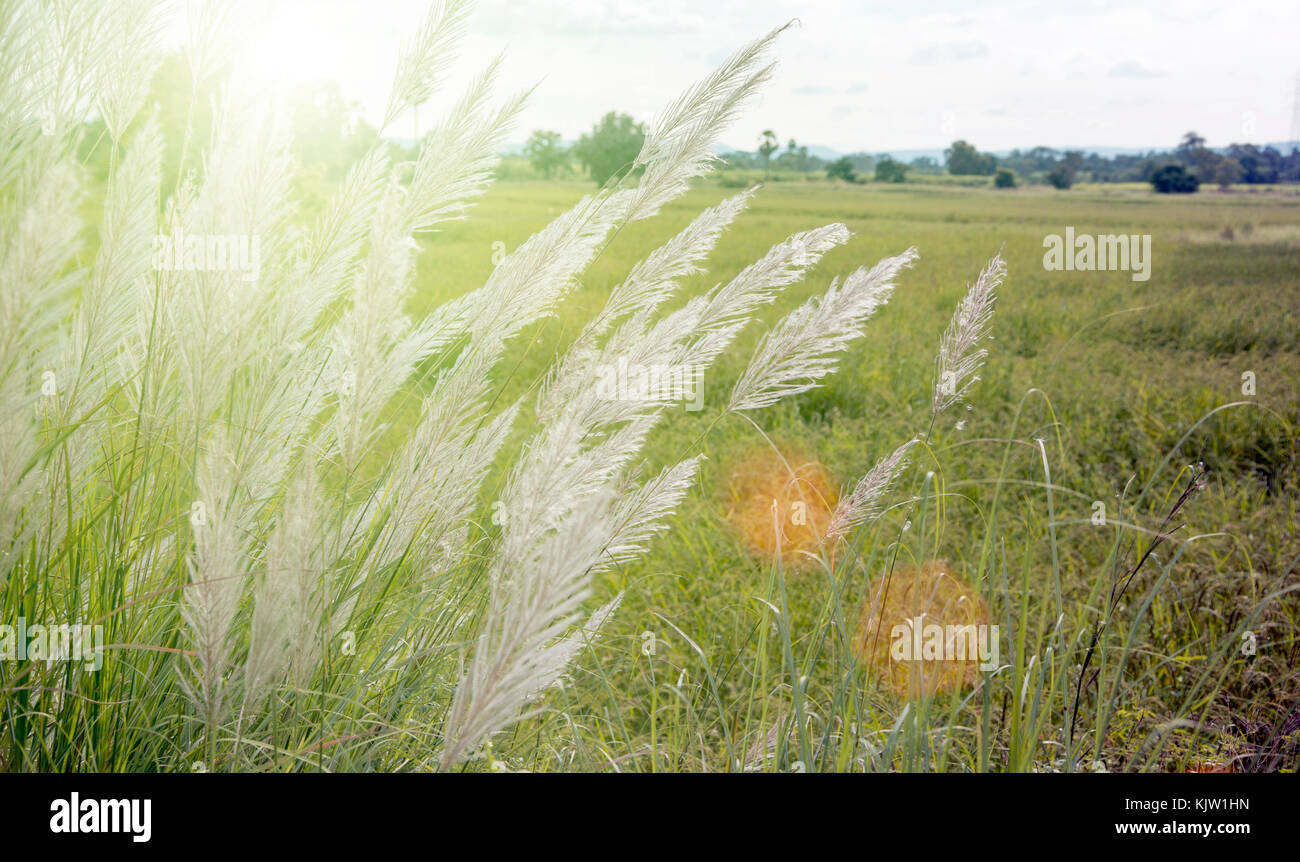 High grass field hi-res stock photography and images - Alamy