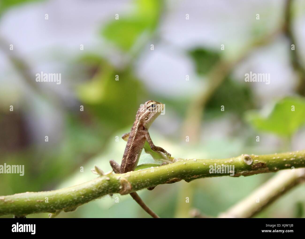 close up of a small baby garden lizard / tree lizard seen in Sri Lanka ...