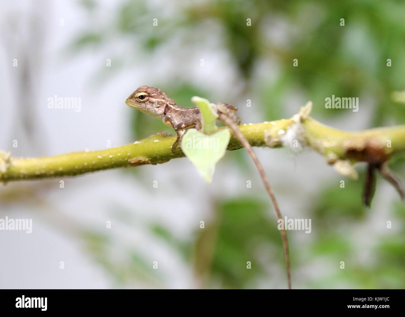 close up of a small baby garden lizard / tree lizard seen in Sri Lanka ...