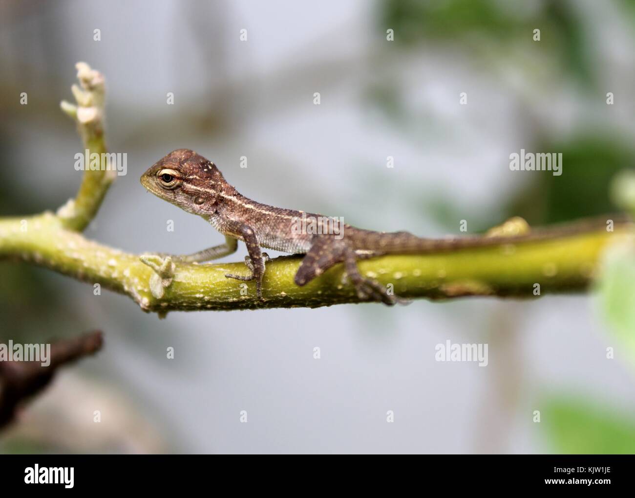 close up of a small baby garden lizard / tree lizard seen in Sri Lanka ...