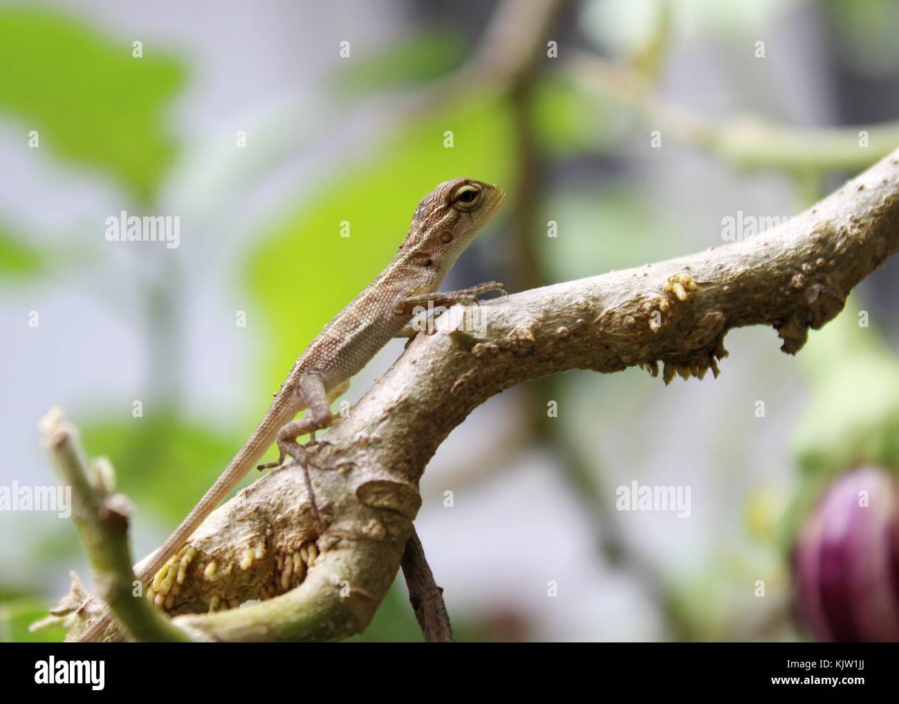 close up of a small baby garden lizard / tree lizard seen in Sri Lanka ...