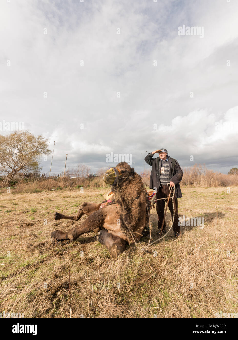 A Turkish camel got prepared by its owner for Traditional Camel ...