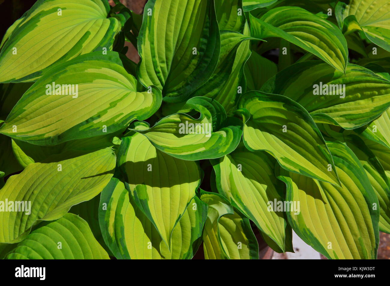 A beuatiful large leafed Hosta forming part of the British National ...
