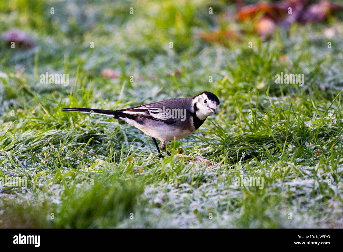 26th Nov 2017. UK weather. A Pied wagtail forages for food this morning ...