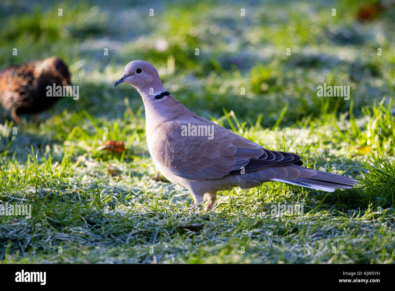 26th Nov 2017. UK weather. A Collared dove forages for food this ...