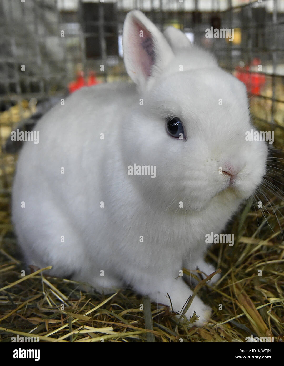 Rabbit show germany hi-res stock photography and images - Alamy