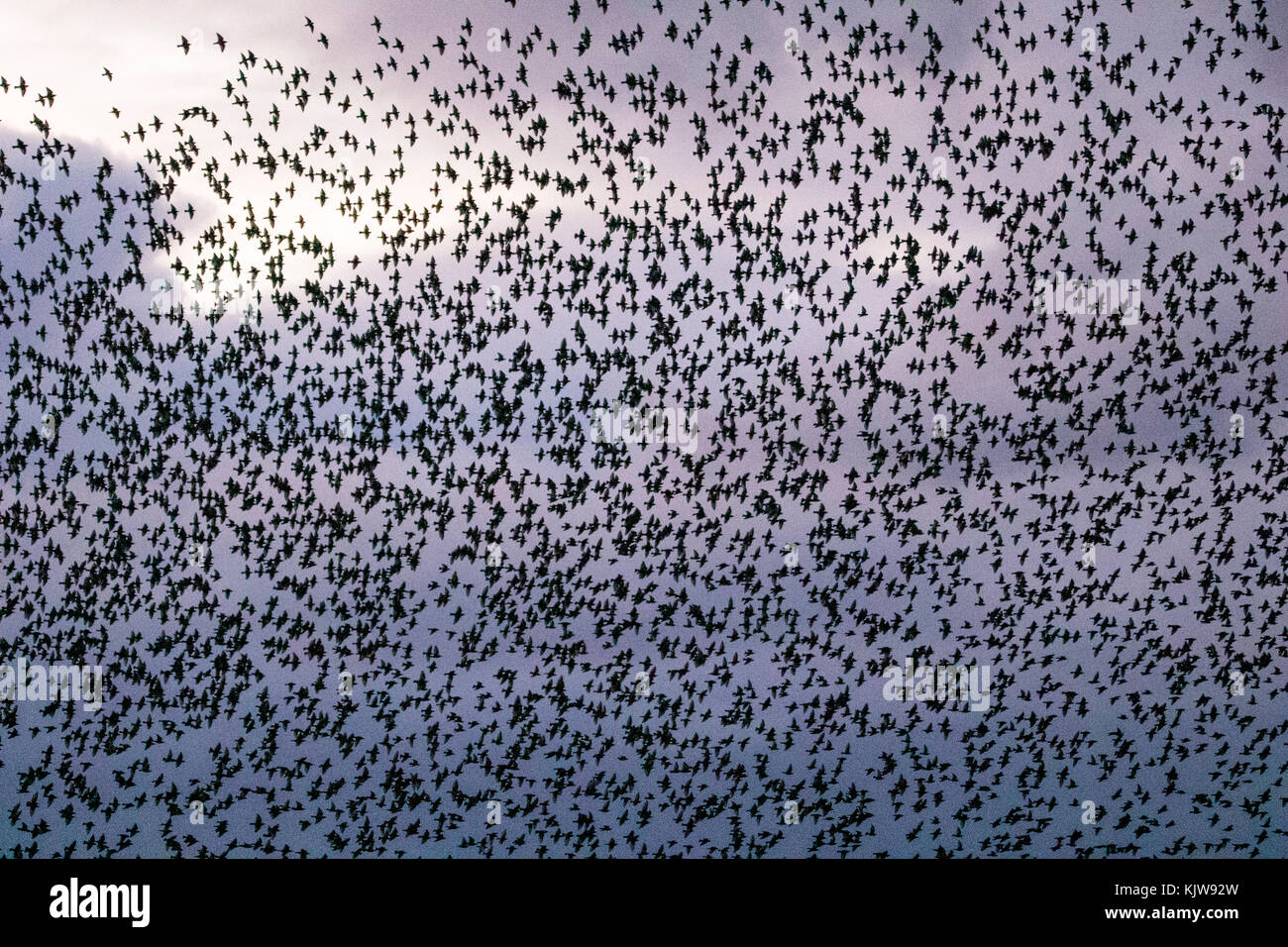 flock fly animal starling flight swarm bird dusk murmuration blackpool ...