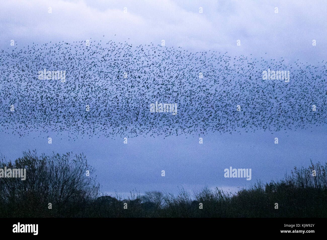 flock fly animal starling flight swarm bird dusk murmuration blackpool ...