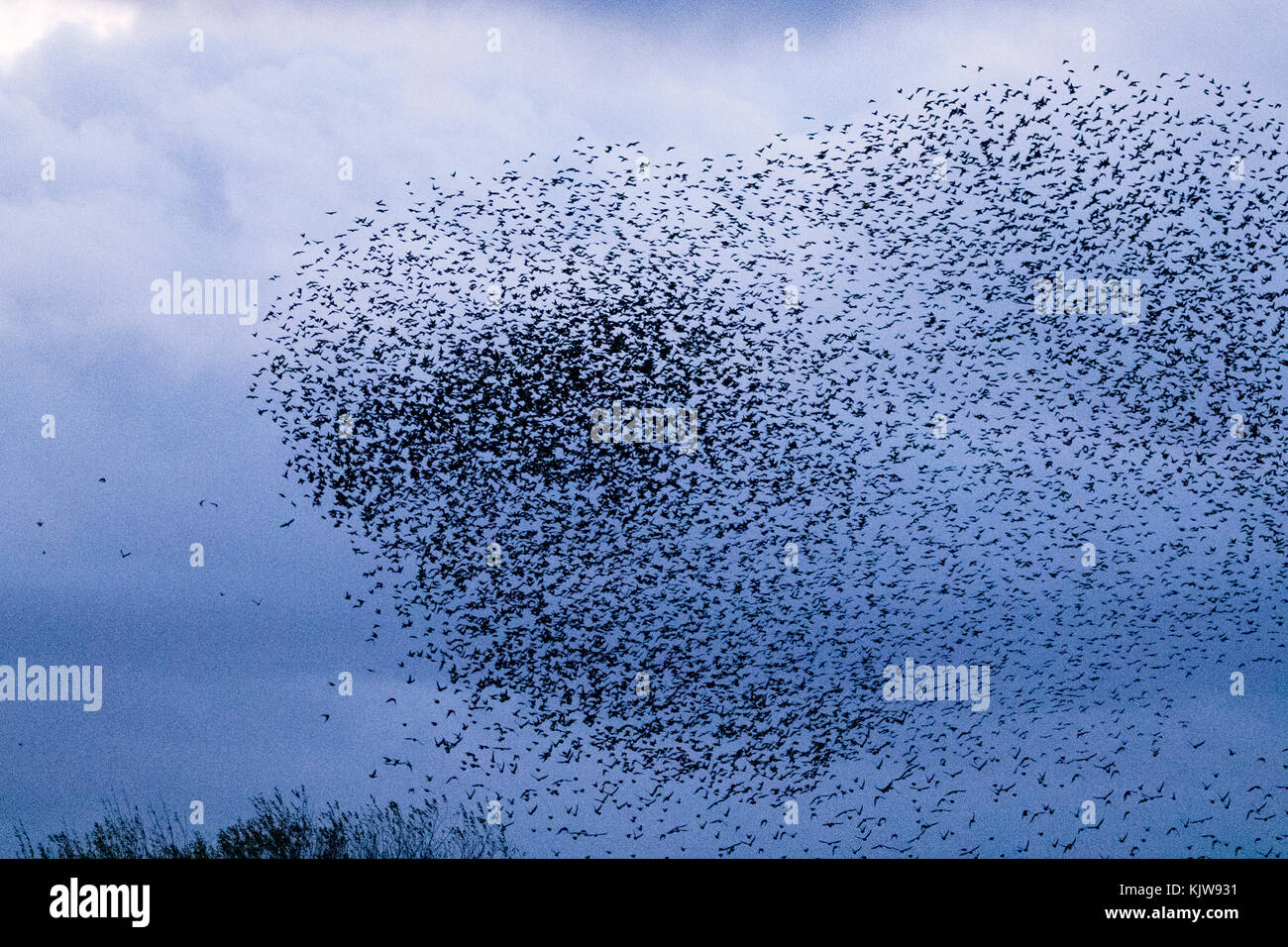 flock fly animal starling flight swarm bird dusk murmuration blackpool ...