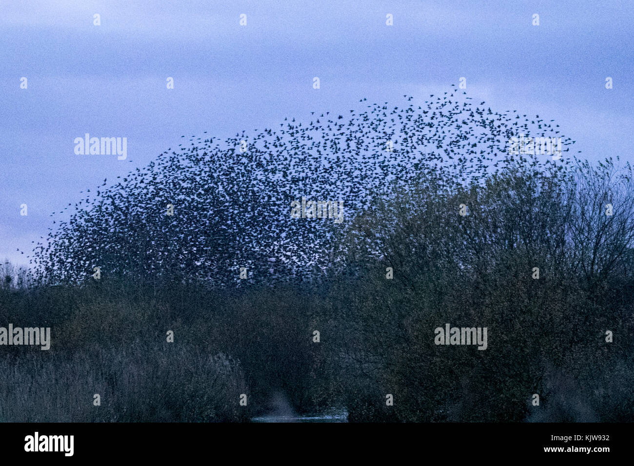 flock fly animal starling flight swarm bird dusk murmuration blackpool ...