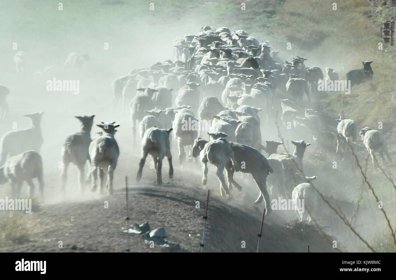 Nov 21-24, 2017. Glamis CA. Sheep kick up the dry dust in the hot ...