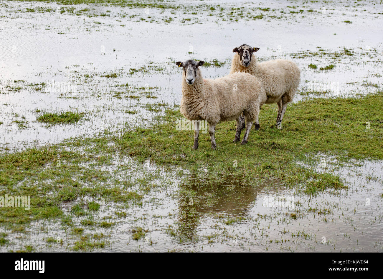 Rain sodden hi-res stock photography and images - Alamy