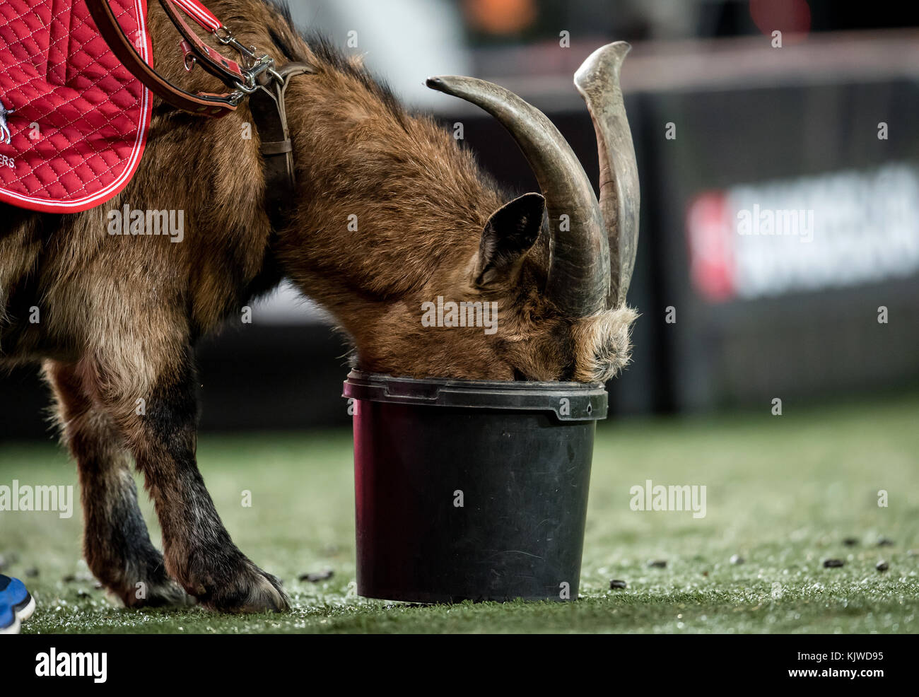 Cologne, Germany. 26th Nov, 2017. Billy goat Hennes VIII eats his food ...