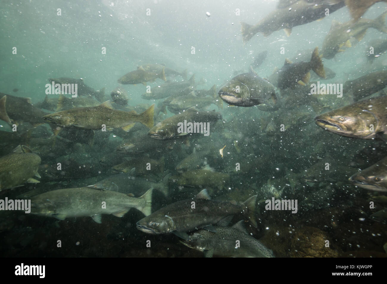 British columbia salmon underwater hi-res stock photography and images ...