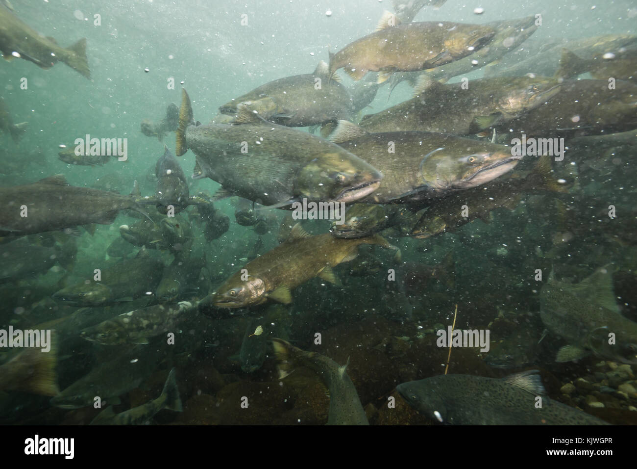 Underwater picture of many salmon swiming in the river during the ...