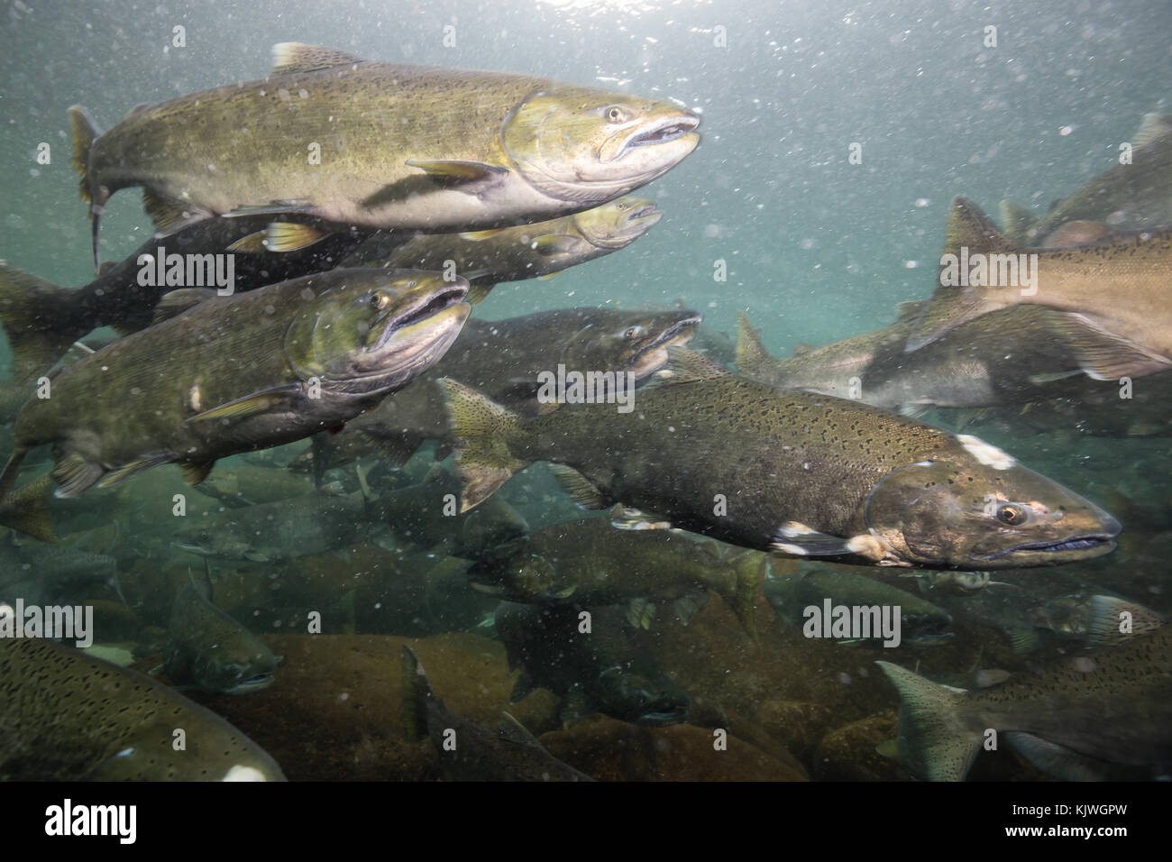 Underwater picture of many salmon swimming in the river during the ...