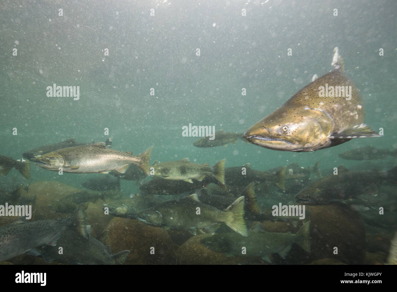 Underwater picture of many salmon swimming in the river during the ...