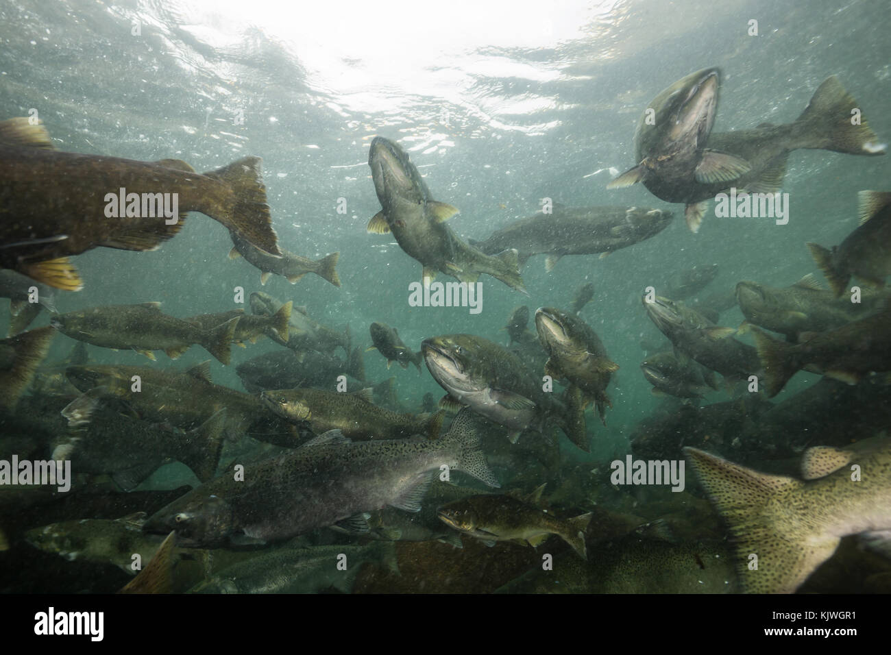 Salmon Swimming In River