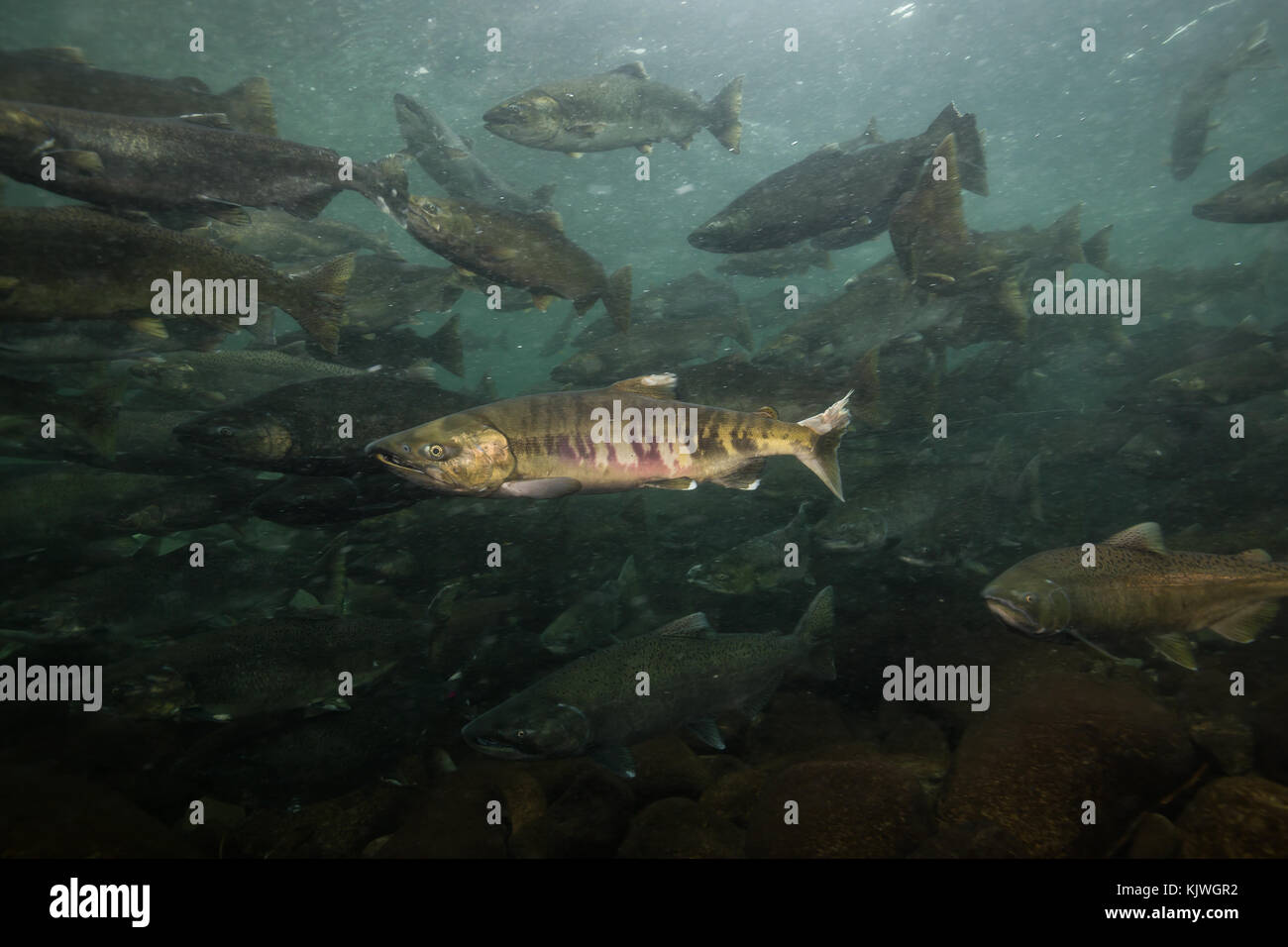 Salmon swimming hi-res stock photography and images - Alamy