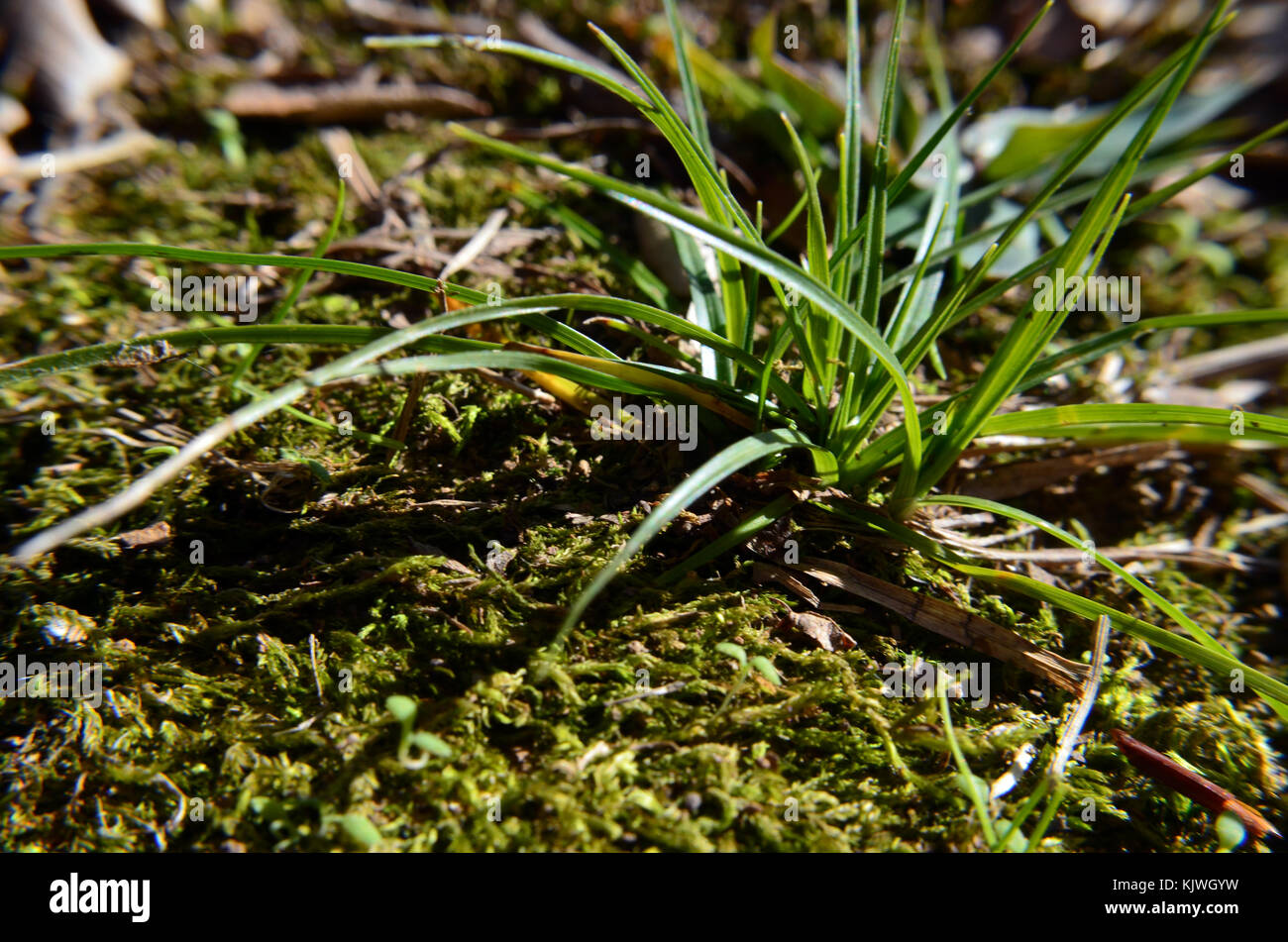 Close up of a small tuft of grass Stock Photo - Alamy