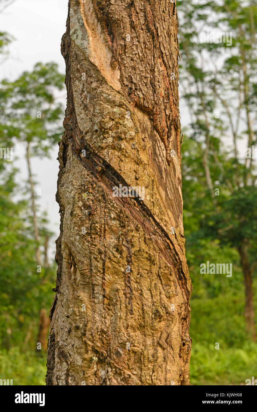 India rubber plant hi-res stock photography and images - Alamy