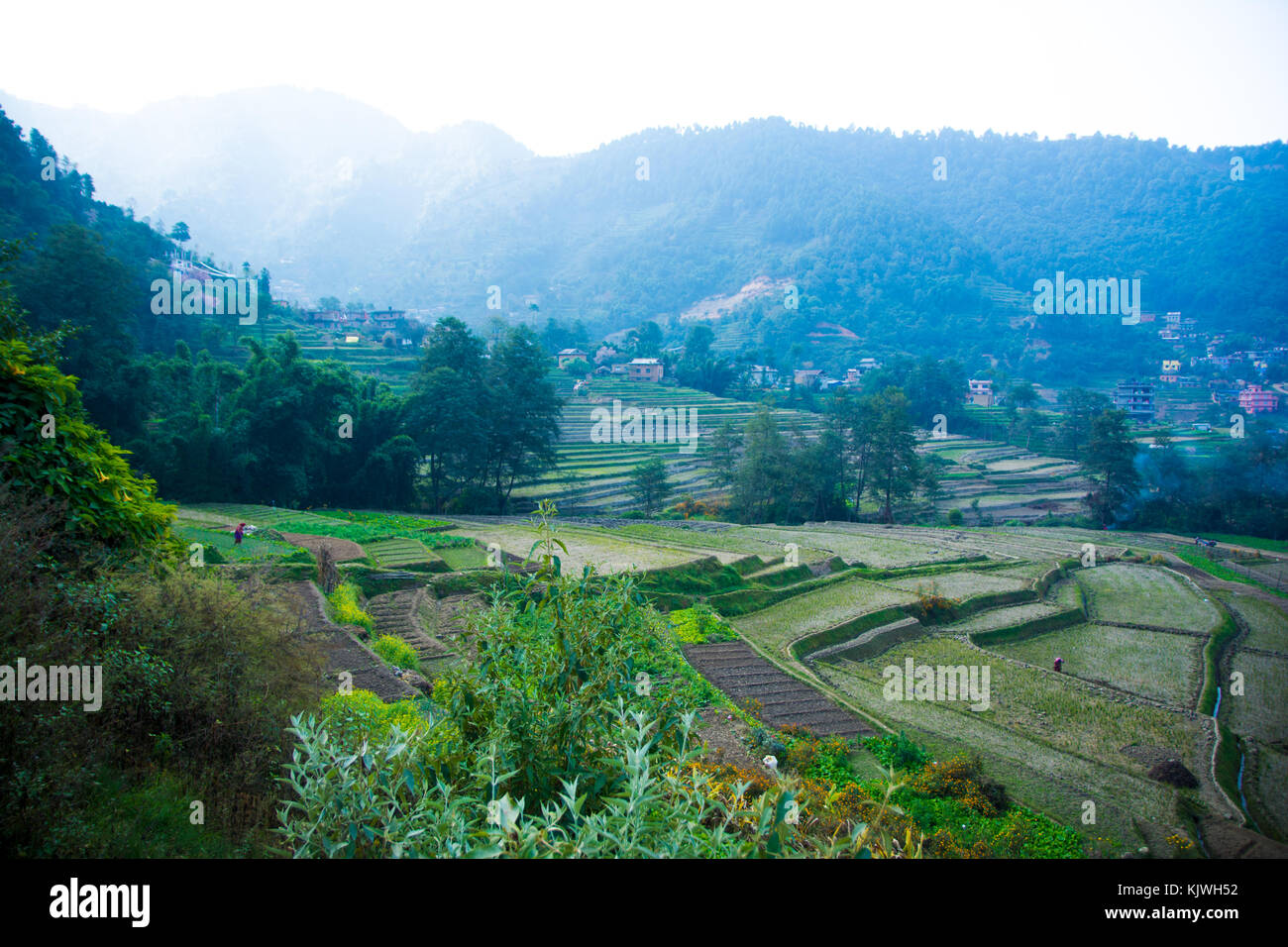 Nepal Farm Field Stock Photo - Alamy