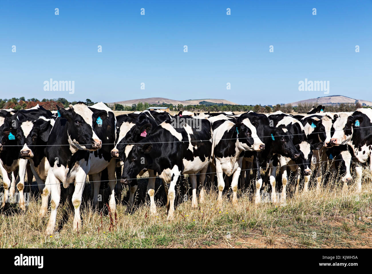 Beef cattle on a rural property in Learmonth Victoria Australia ...