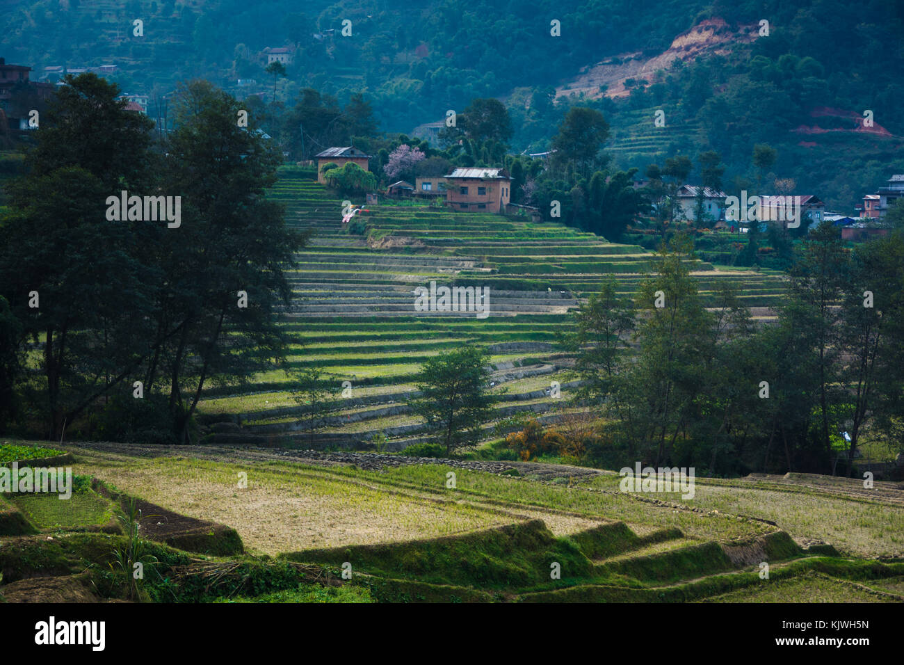 Nepal Farm Field Stock Photo - Alamy