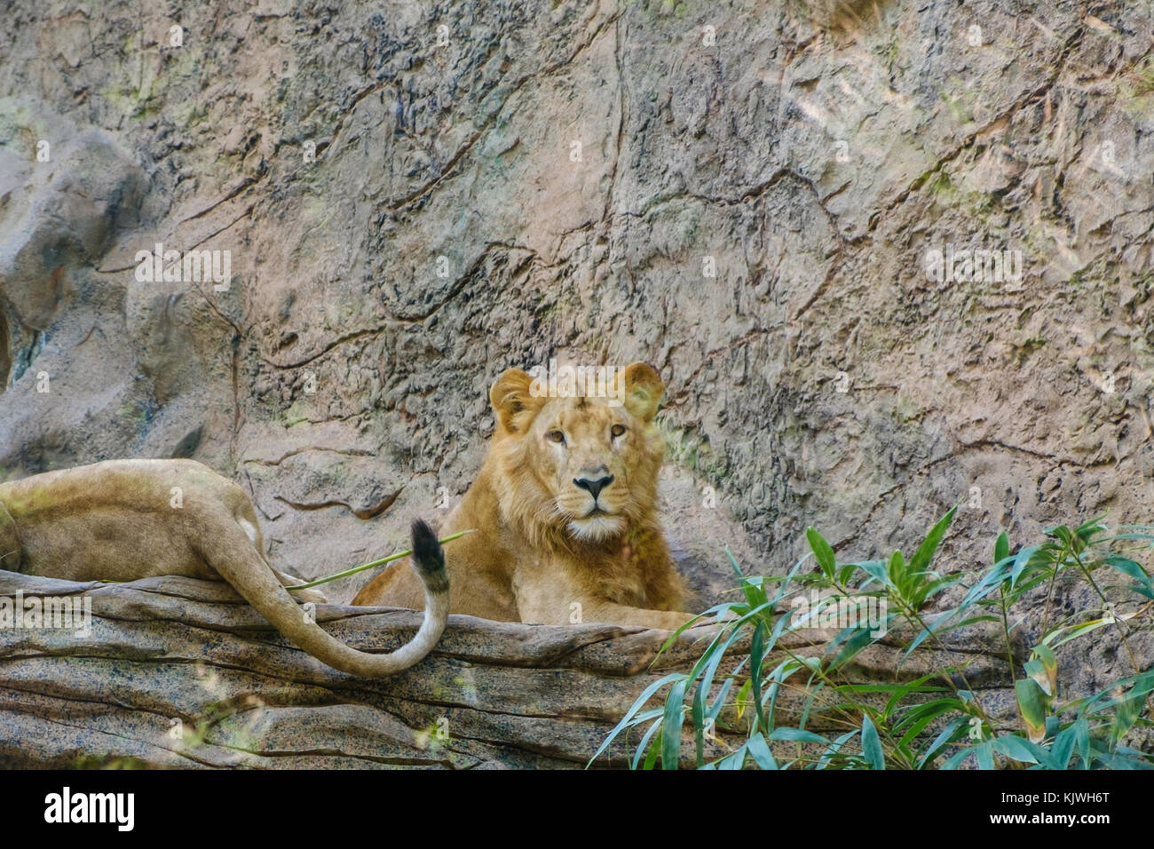 Young male lion laying hi-res stock photography and images - Alamy