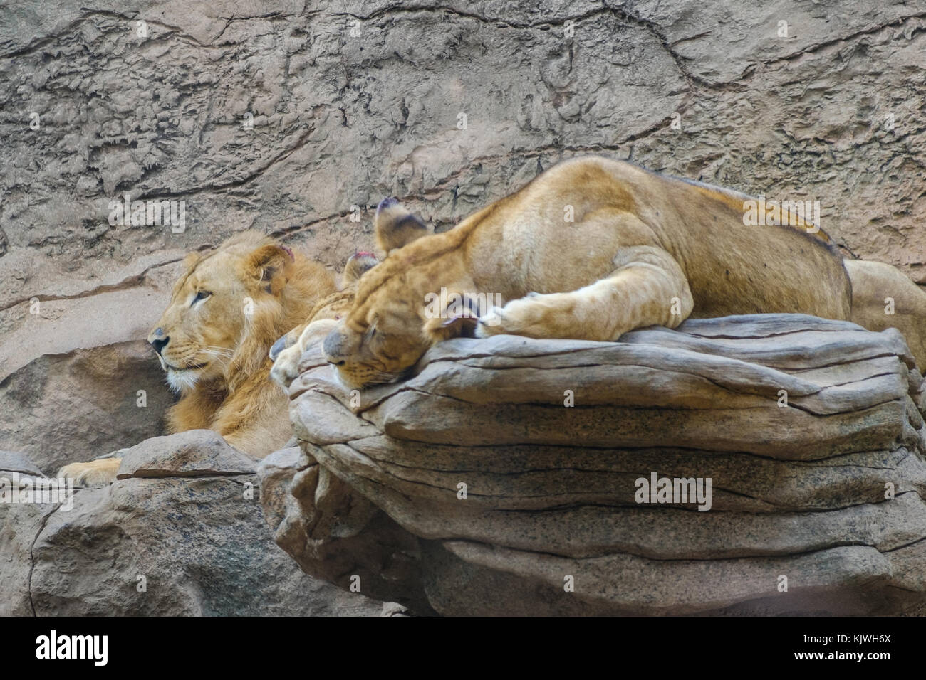 Young male lion laying hi-res stock photography and images - Alamy