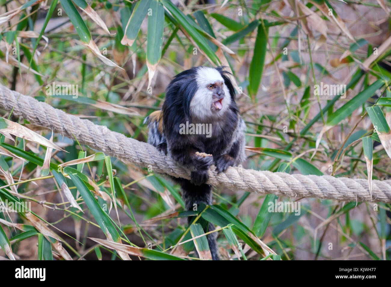 marmoset monkey sitting on rope in trees Stock Photo - Alamy