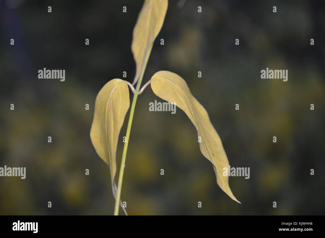 A picture of a yellow plant Stock Photo - Alamy